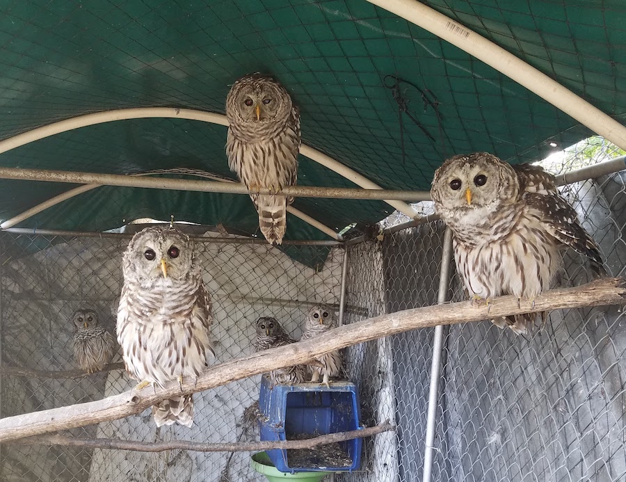 Birds In Flight Sanctuary
