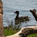 Birds in Flight Sanctuary – Wildlife rescue, rehabilitation & release