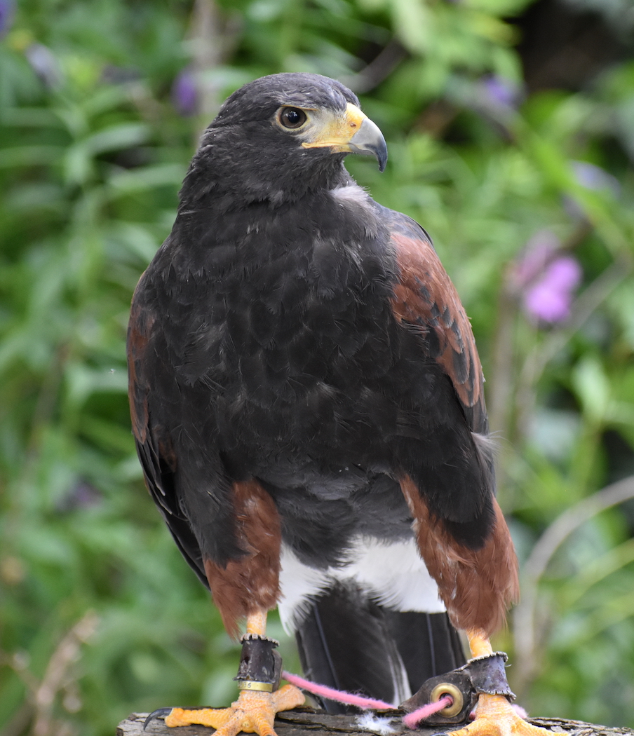 Get Involved – Birds in Flight Sanctuary