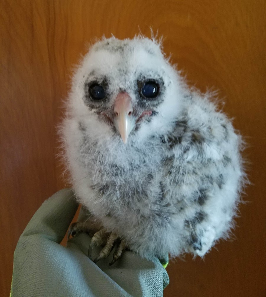 Recent Rescues Gallery – Birds in Flight Sanctuary